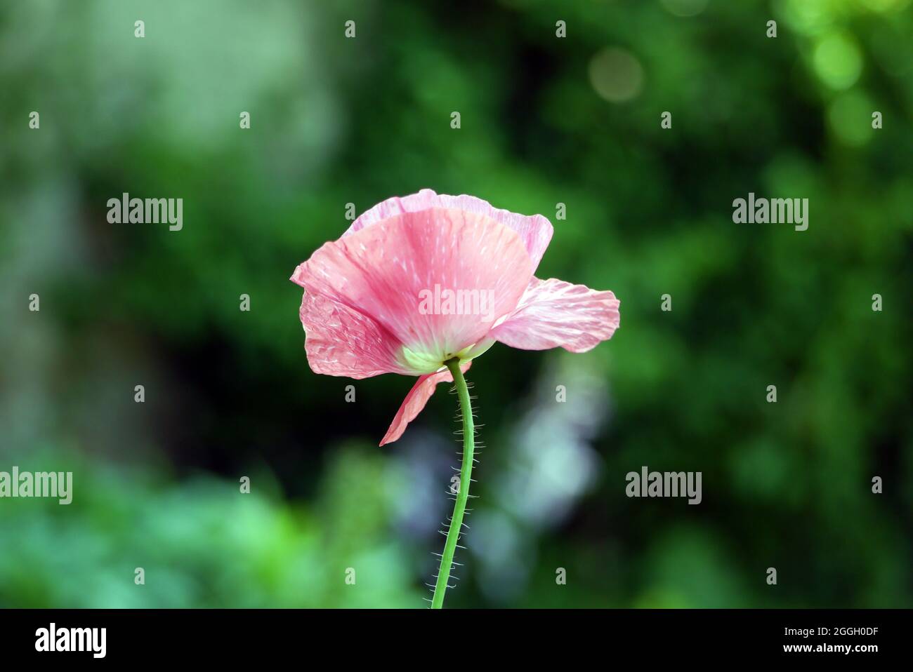 Single Pale Pink Shirley Poppy (Papaver rhoeas) Flower Grown in a Wild ...
