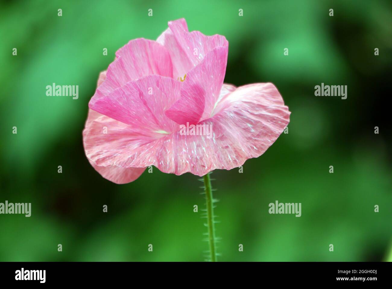 Single Pale Pink Shirley Poppy (Papaver rhoeas) Flower Grown in a Wild ...