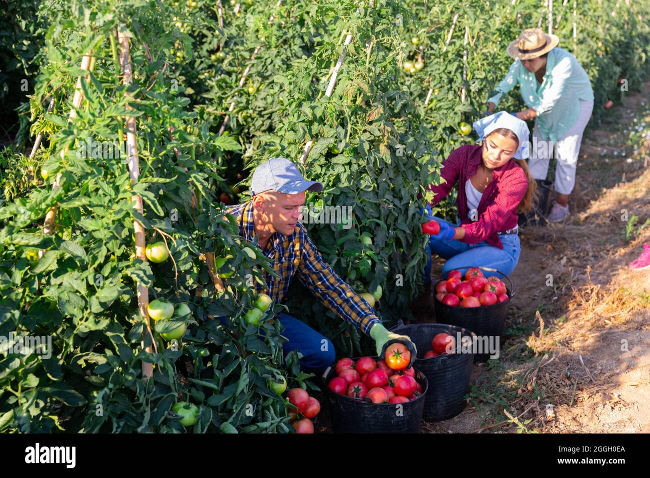 Multiracial team of farmers harvesting pink tomatoes on farm field ...