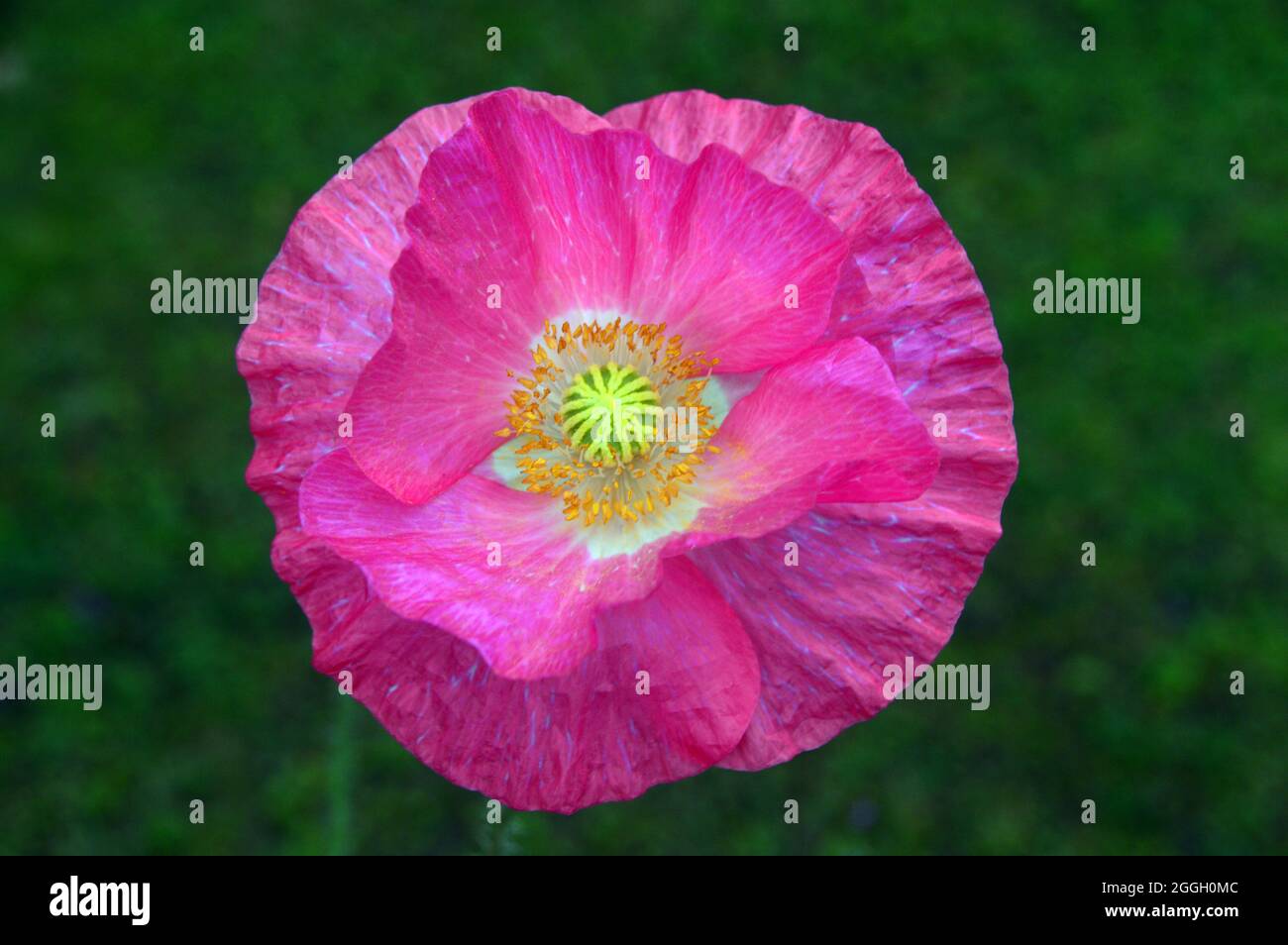 Single Pale Pink Shirley Poppy (Papaver rhoeas) Flower Grown in a Wild ...