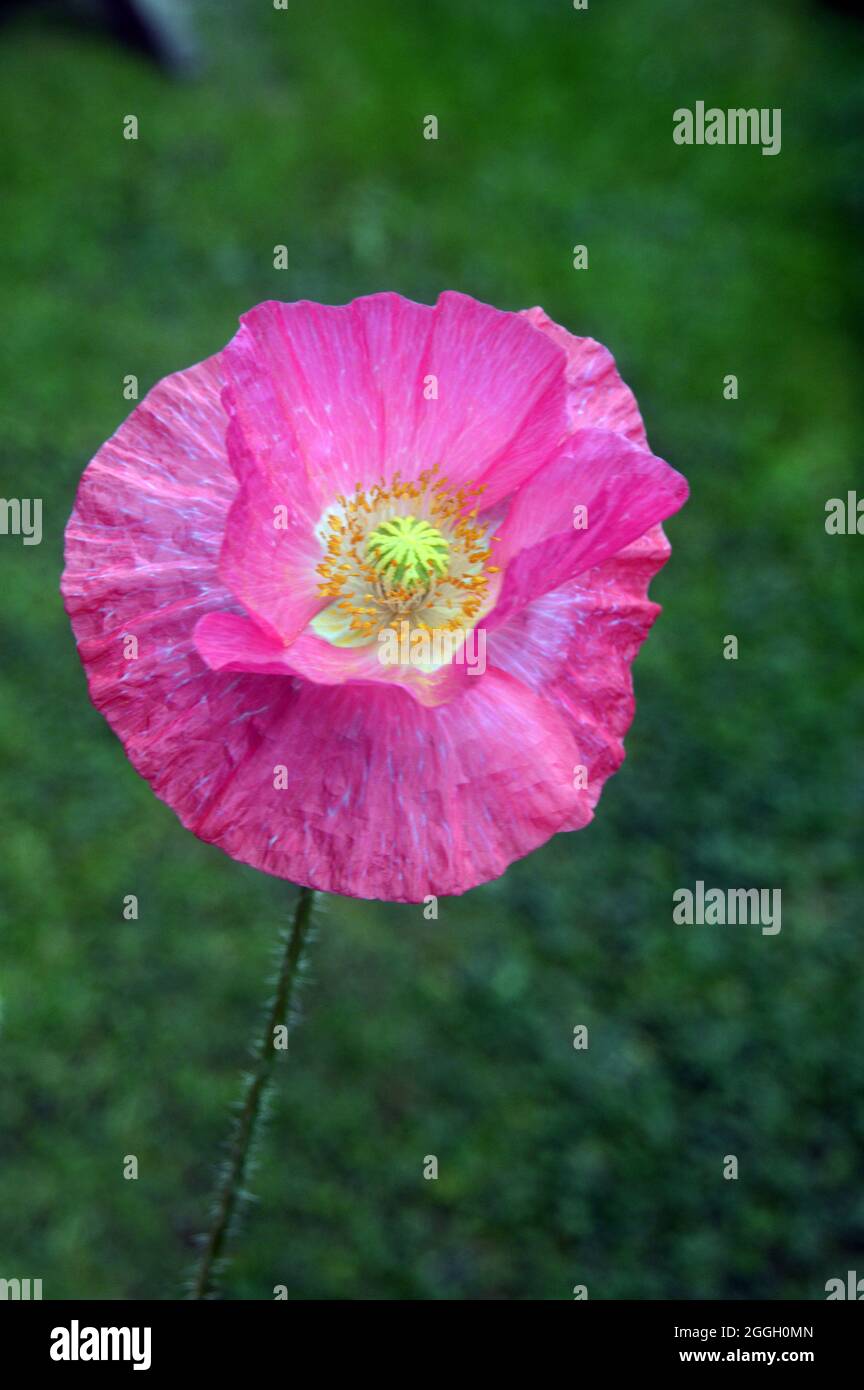 Single Pale Pink Shirley Poppy (Papaver rhoeas) Flower Grown in a Wild ...