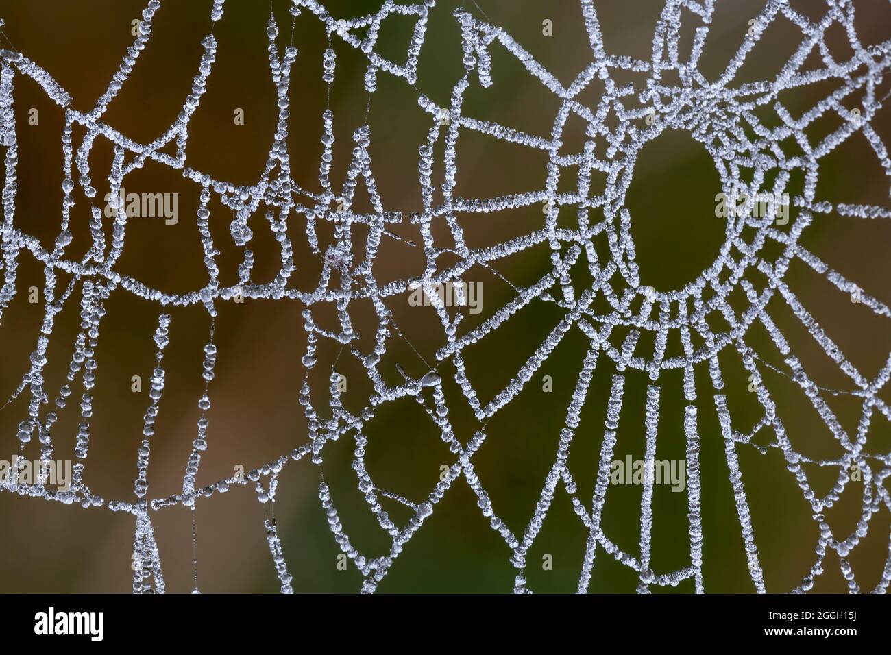 Lace web spider uk hi-res stock photography and images - Alamy
