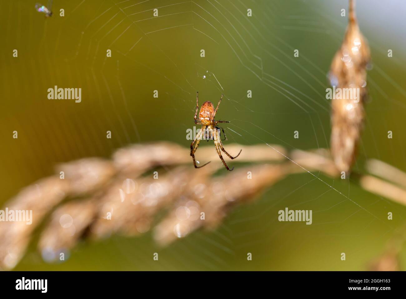 Family araneidae hi-res stock photography and images - Alamy