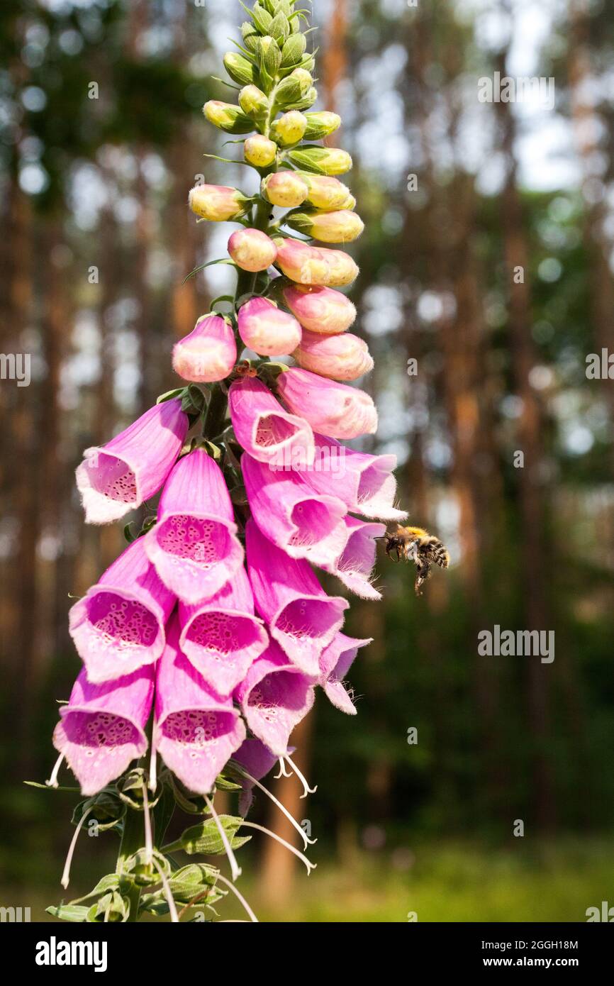 Bumblebee and heather hi-res stock photography and images - Alamy