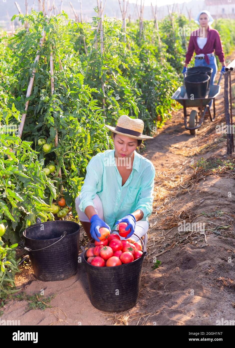 Asian female farm worker gathering crop of pink tomatoes Stock Photo ...