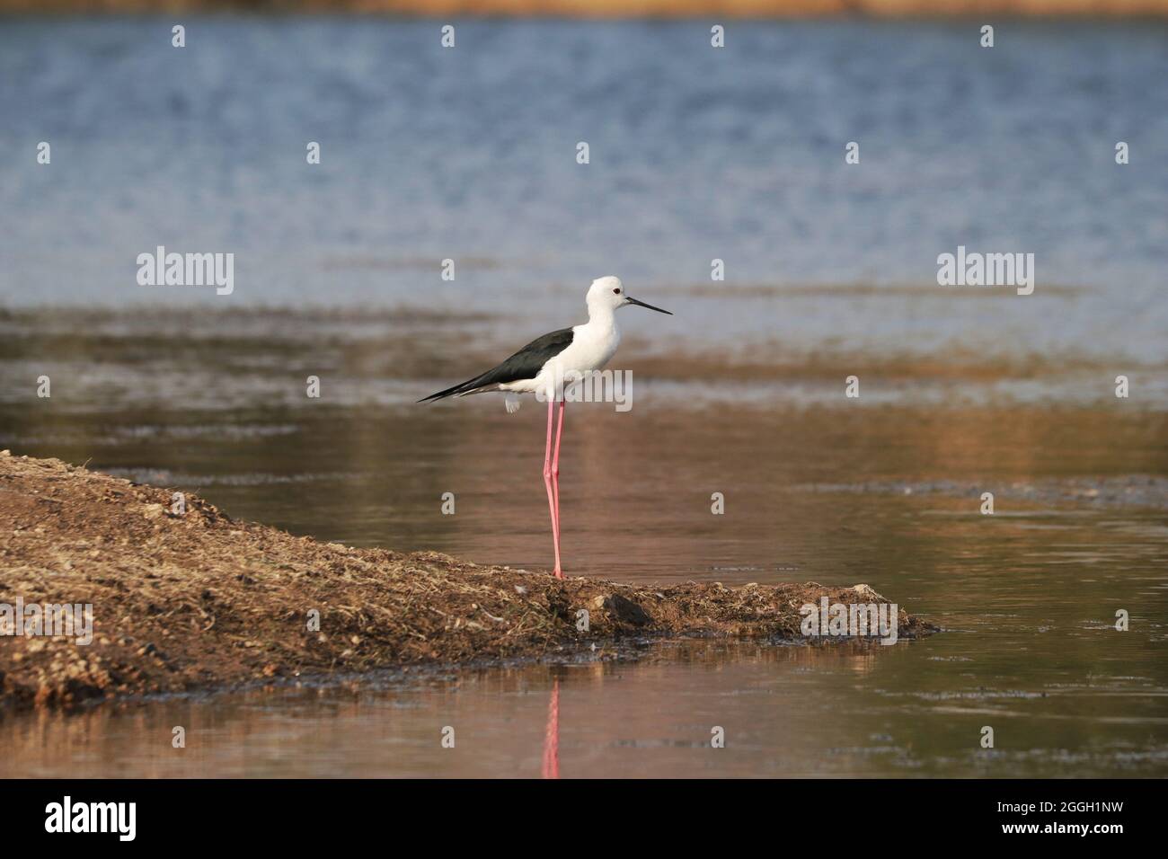 Closeup shot of a Stilt walker bird in the lake Stock Photo - Alamy