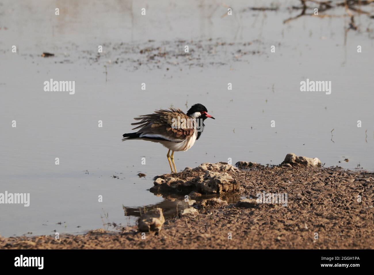 Closeup shot of a Vanellus indicus bird in the lake Stock Photo - Alamy