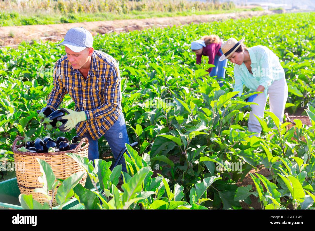 Farm worker gathering crop of aubergines on vegetable plantation Stock ...