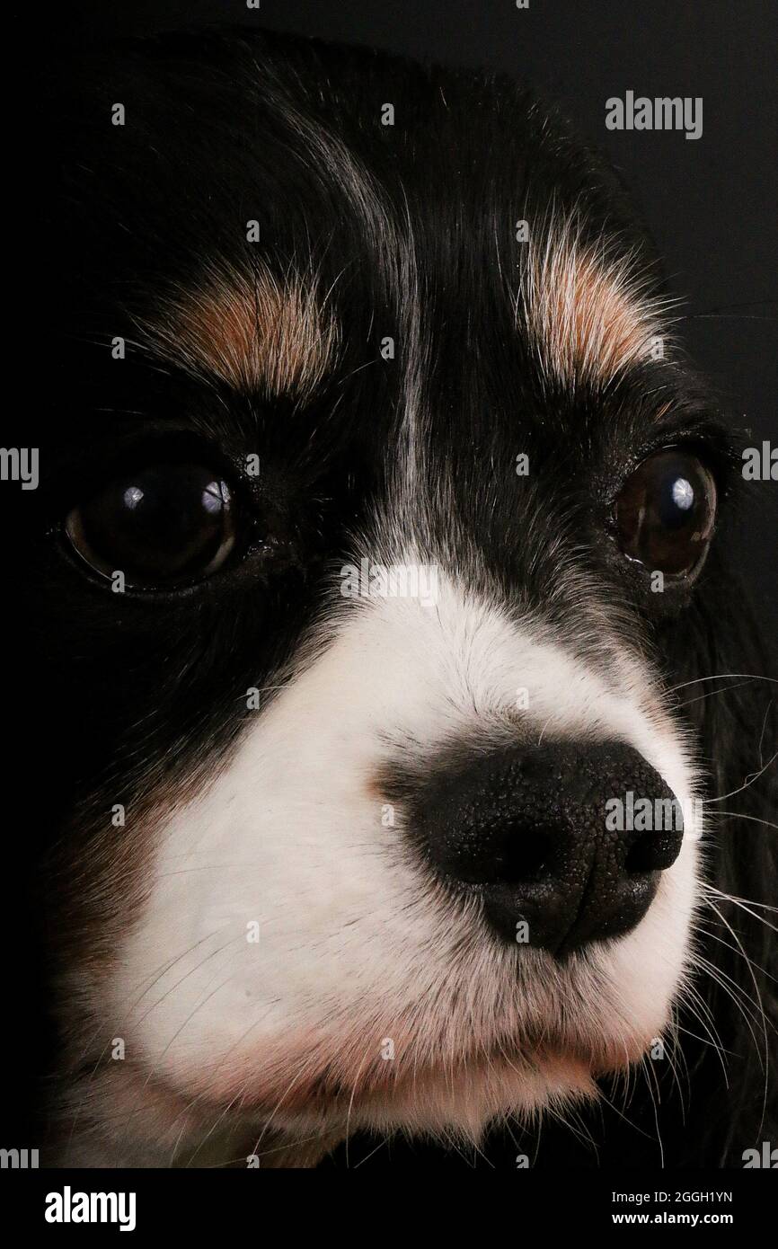 Charles his face hi-res stock photography and images - Alamy