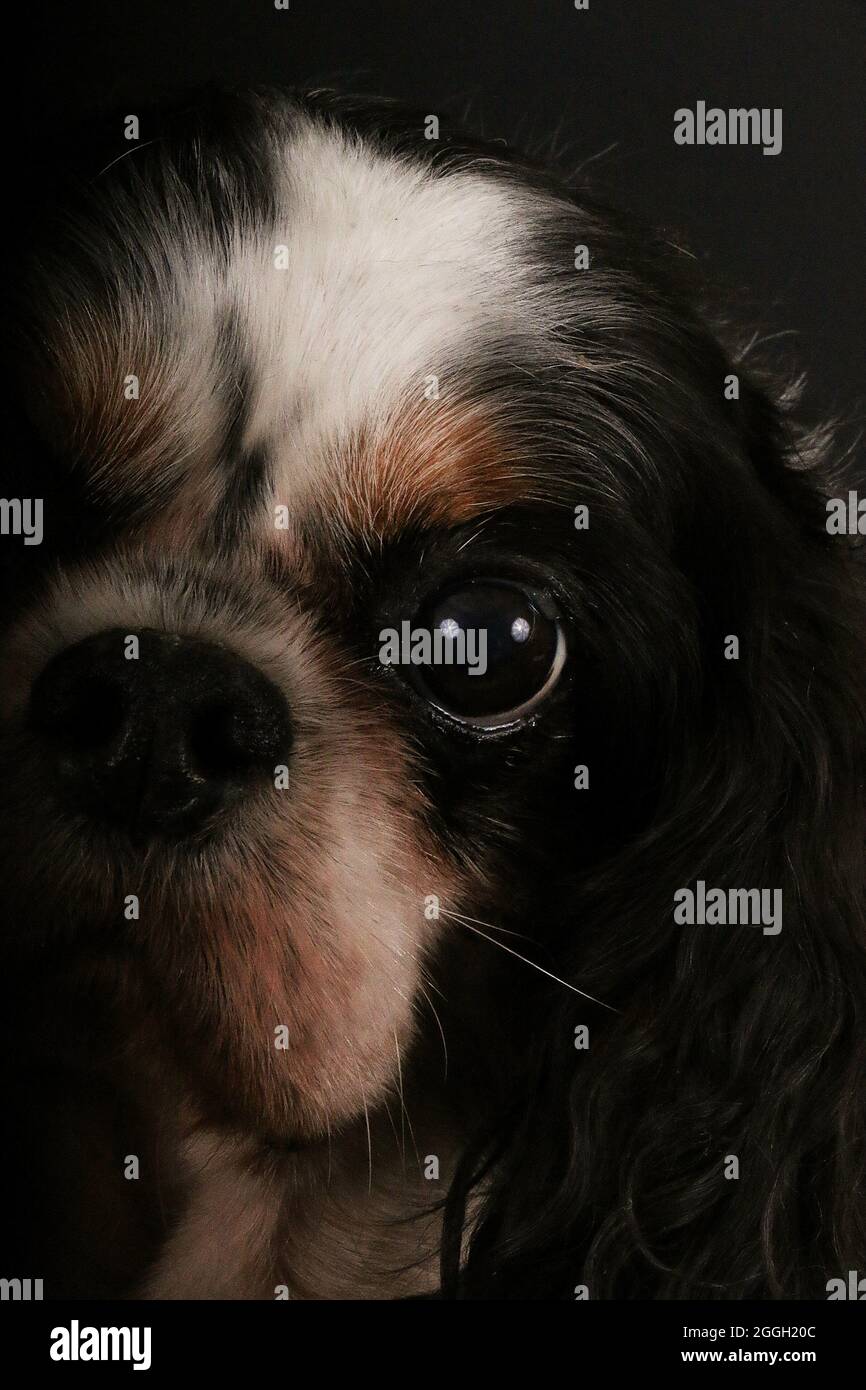 Charles his face hi-res stock photography and images - Alamy