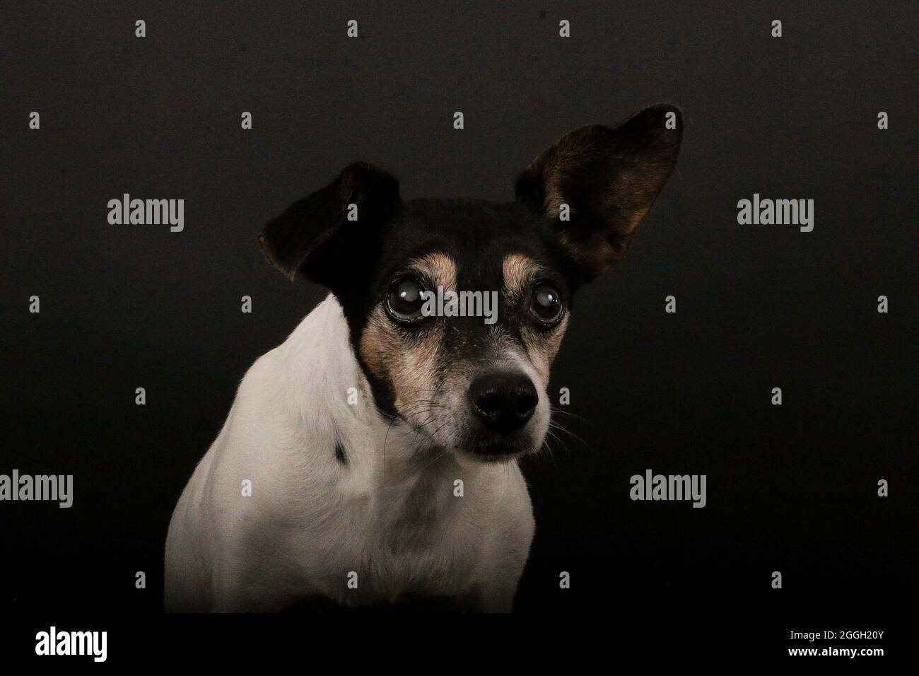 Closeup shot of cute Jack Russell Terrier on a gray background Stock ...