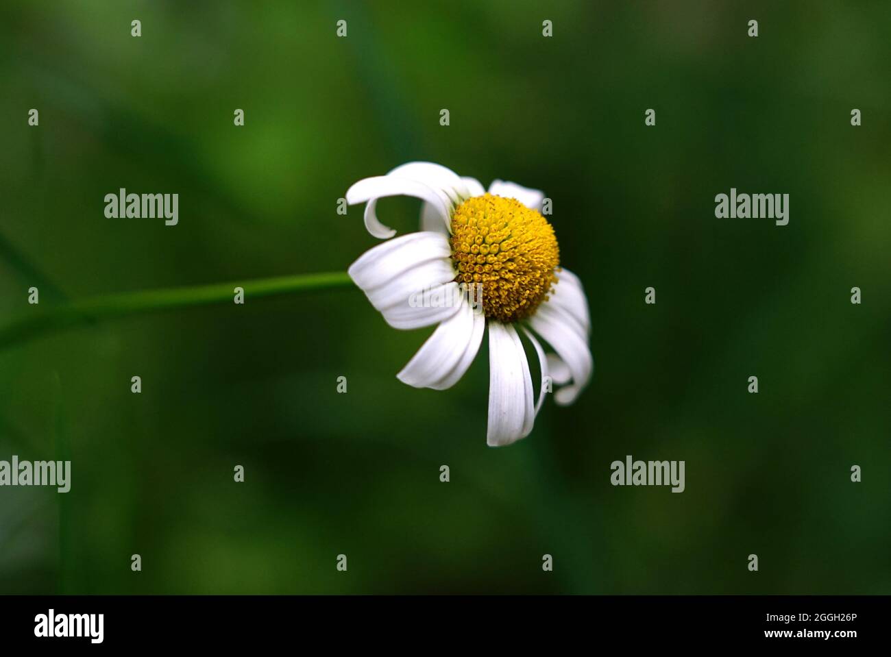 Daisy close up details hi-res stock photography and images - Alamy