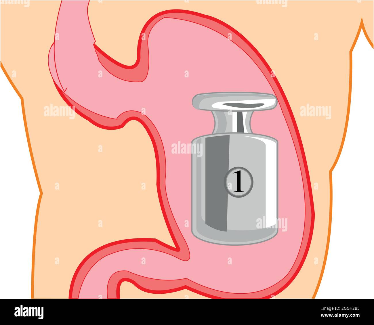 Vector illustration of the belly of the person with gravity inwardly ...