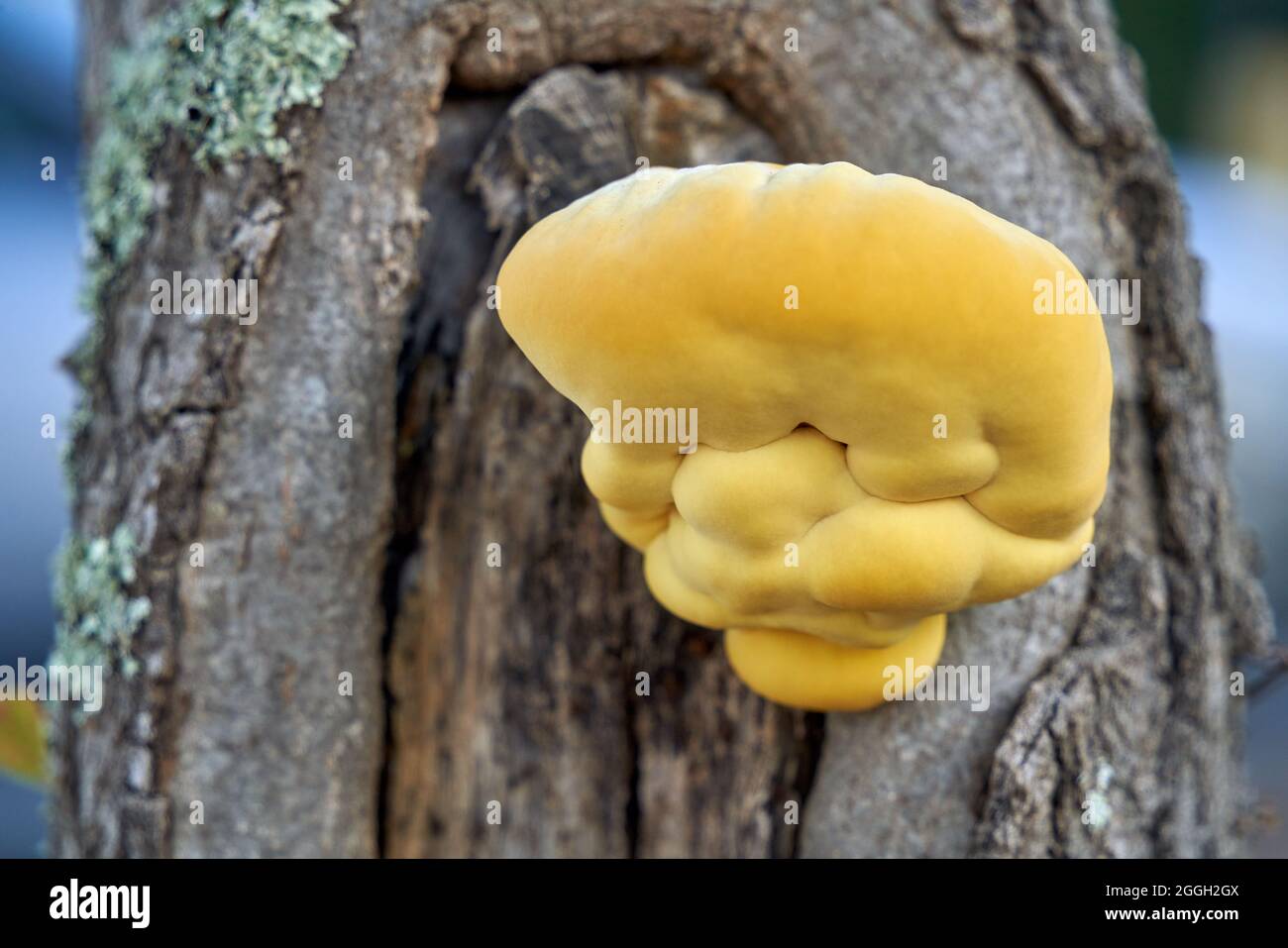 Large yellow Chicken of the Woods Laetiporus sulphureus fungus growing ...