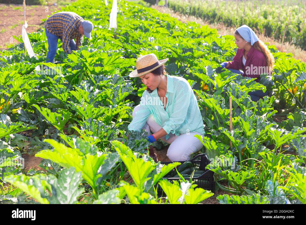 Asian female farm worker gathering crop of green courgettes Stock Photo ...