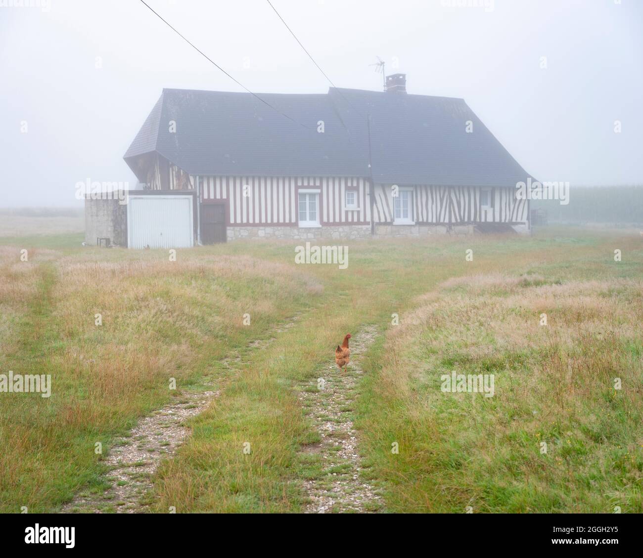 brown chicken and typical half-timbered old farm in french normandy ...