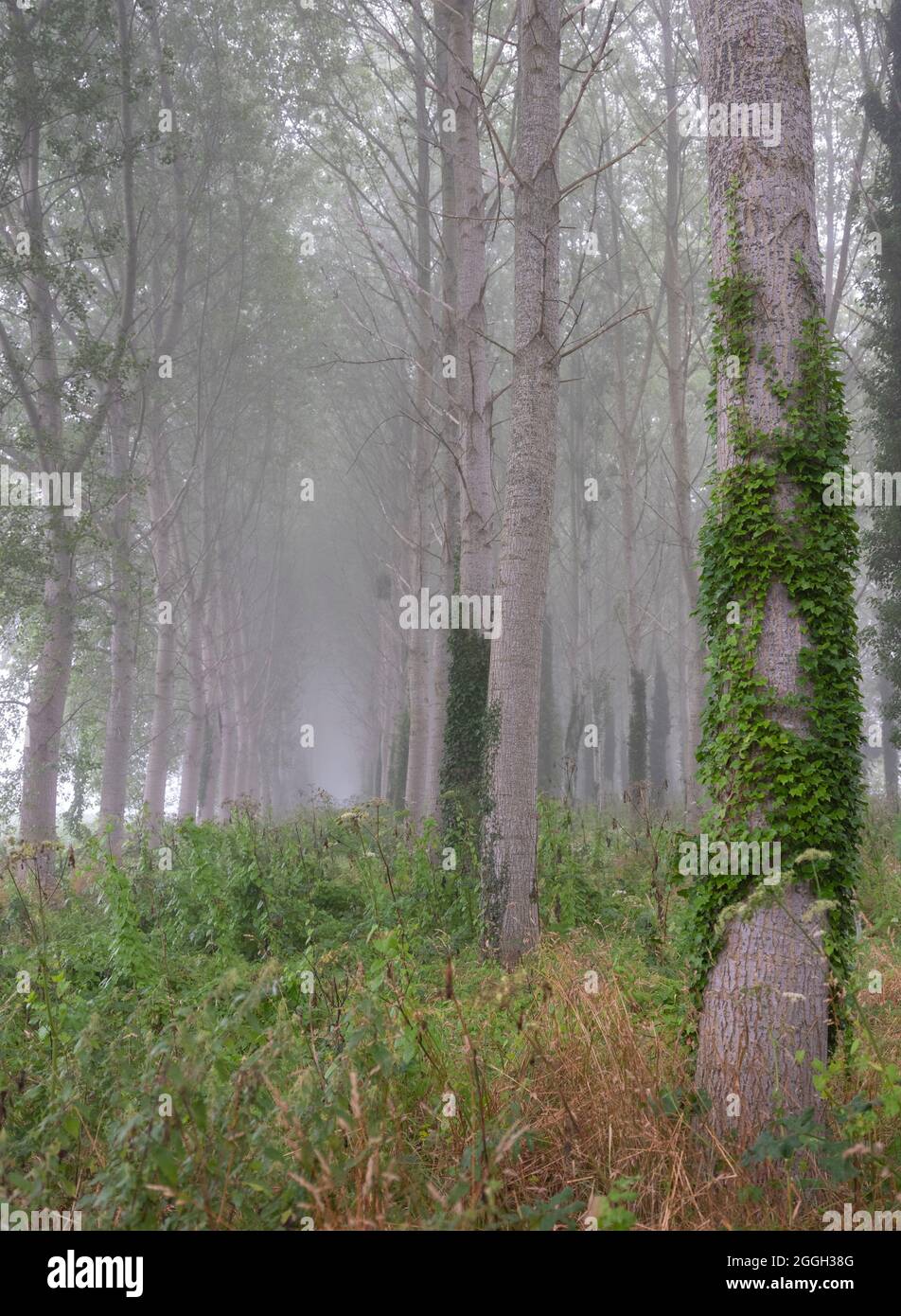 poplar forest on early foggy morning near river seine in french ...