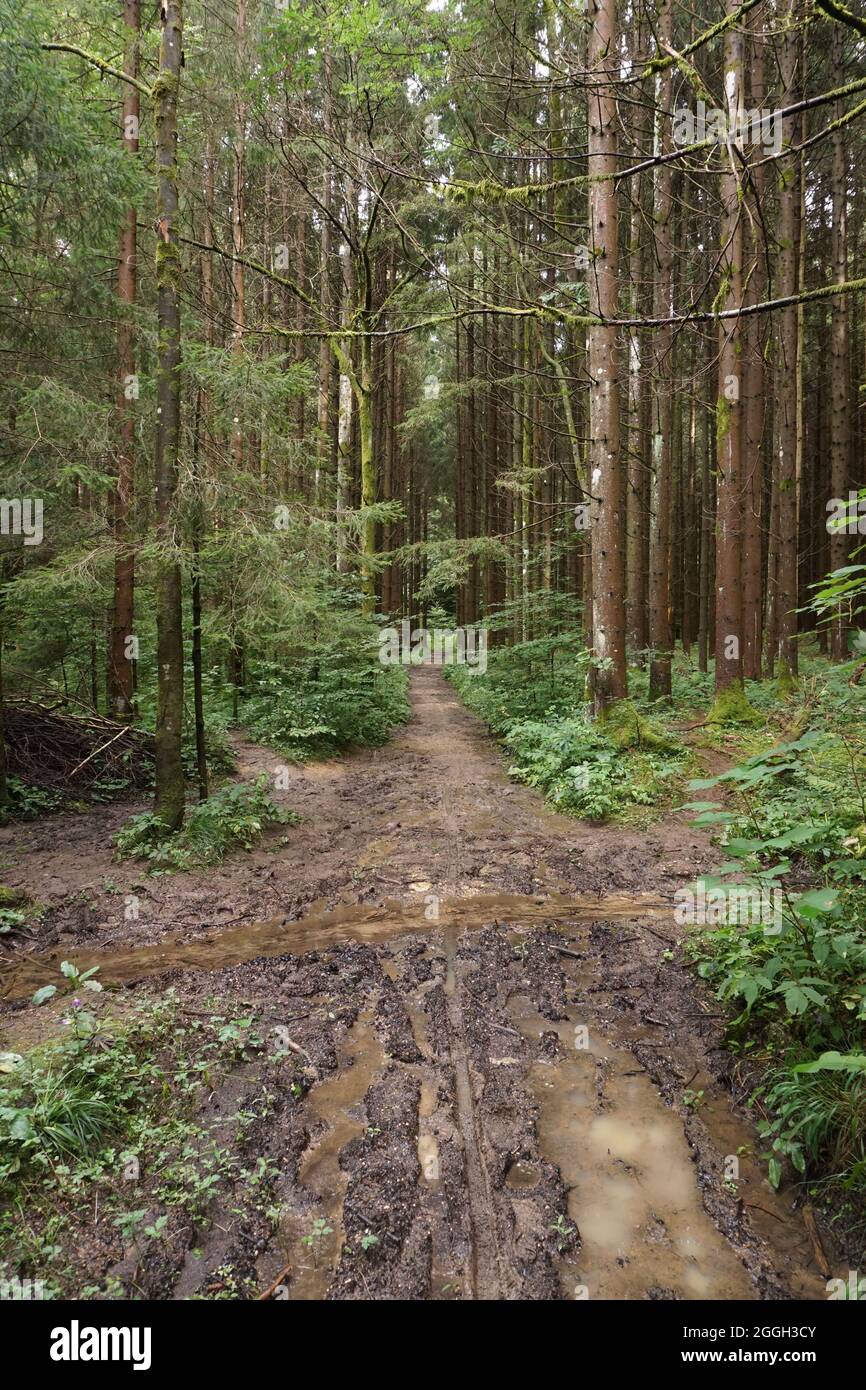Very muddy path on a Hike in Bled, Slovenia 2020 Stock Photo - Alamy