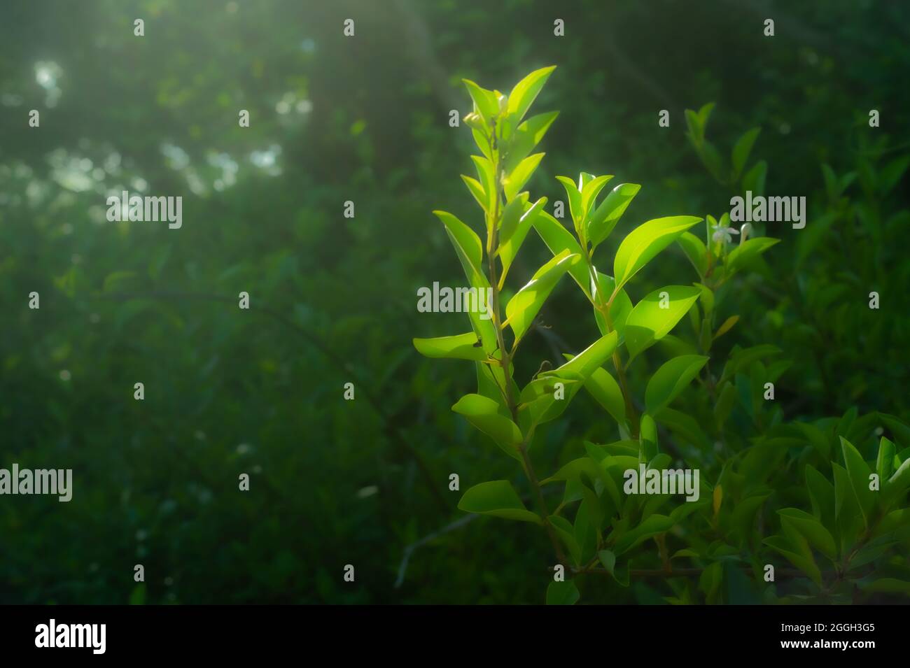 Newborntree hi-res stock photography and images - Alamy