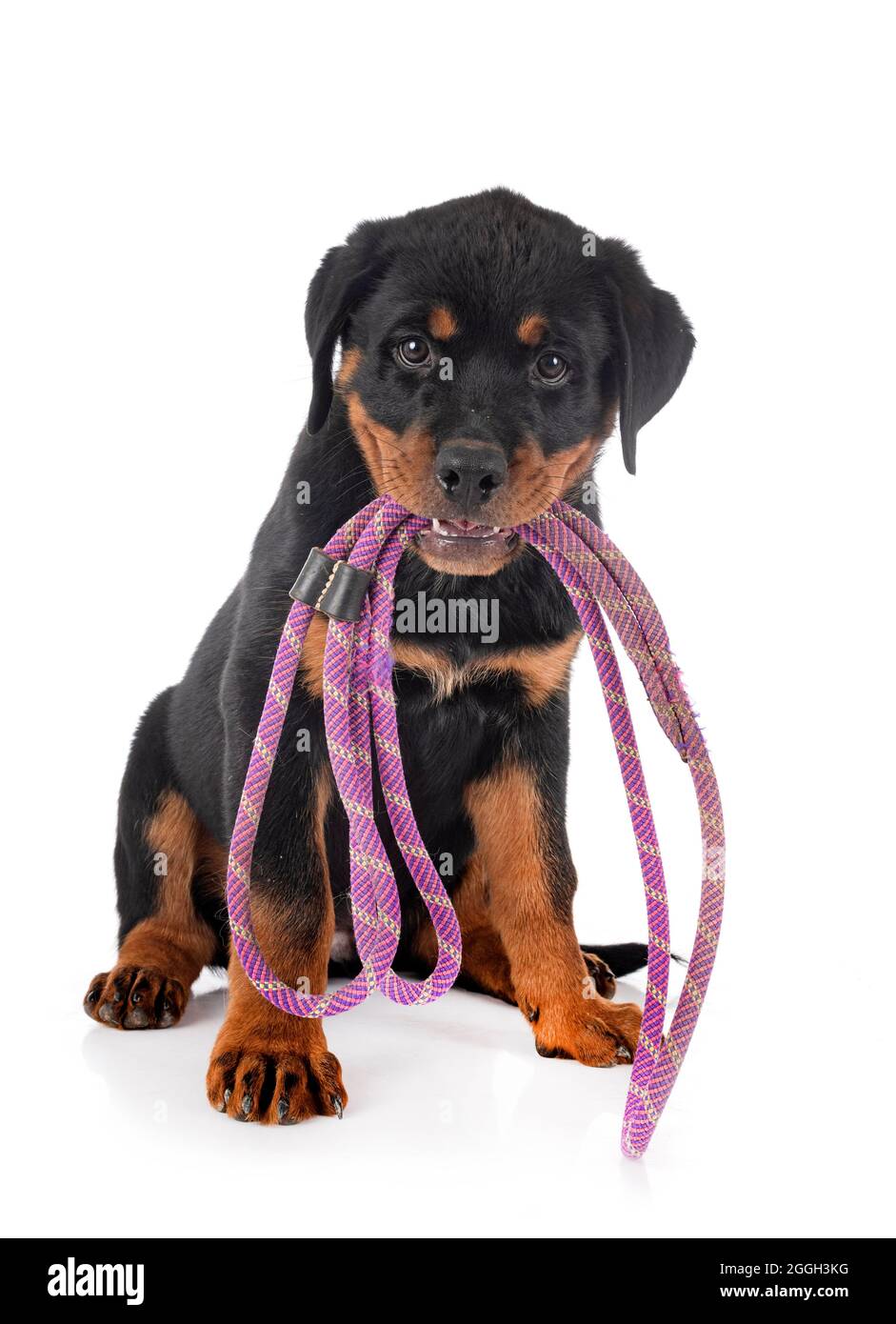 puppy rottweiler in front of white background Stock Photo - Alamy