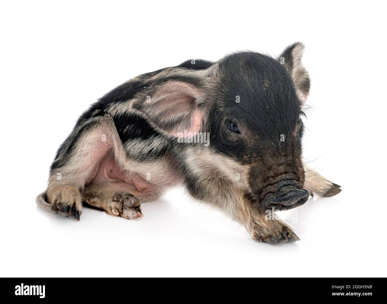Teacup Pig Desktop Backgrounds