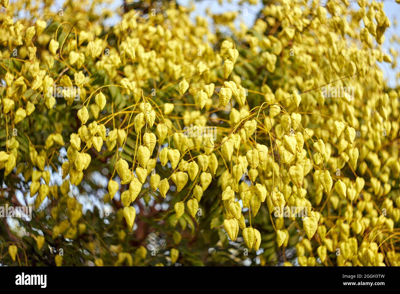 Hickory tree hi-res stock photography and images - Alamy