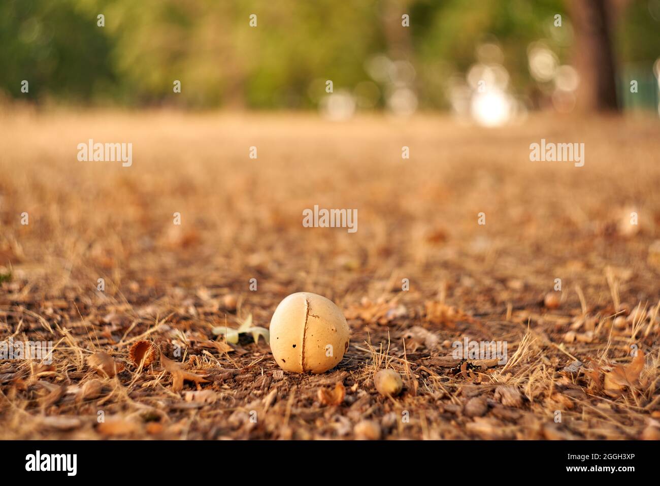 Oak gall fallen on the ground Stock Photo - Alamy