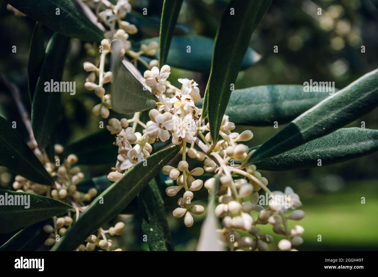 Closeup of a blooming olive tree in early summer. White flowers and ...