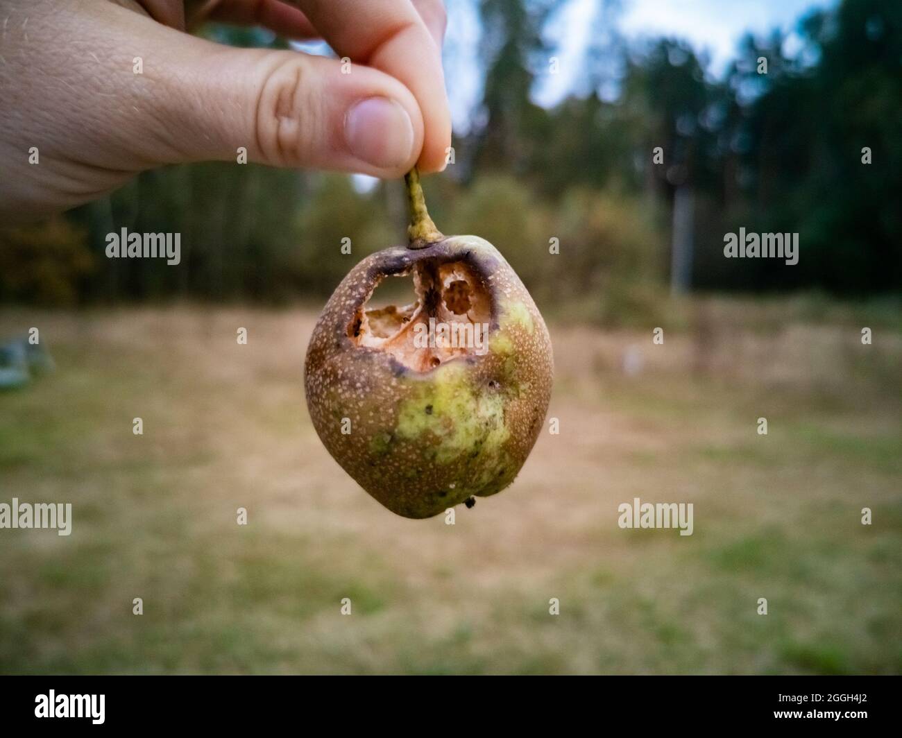 spoiled pear in hand. close-up. spoiled harvest. poor harvest. insects ...