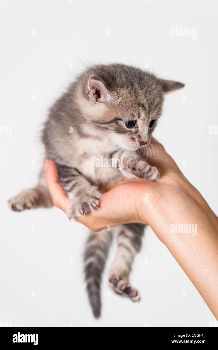 small kitten on the palm Stock Photo - Alamy