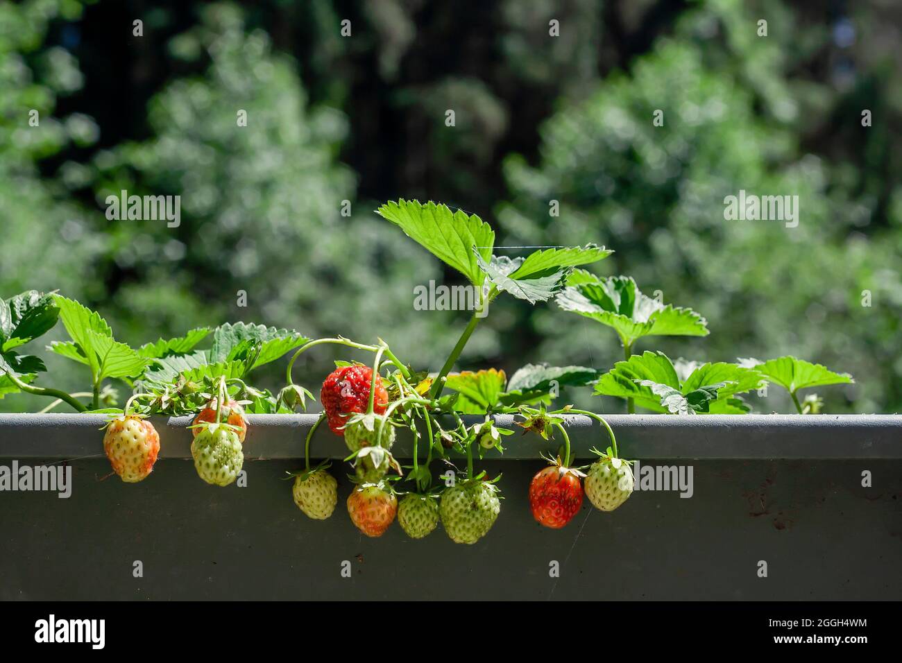 Potted strawberry plant Fragaria × ananassa on a planter with growing ...