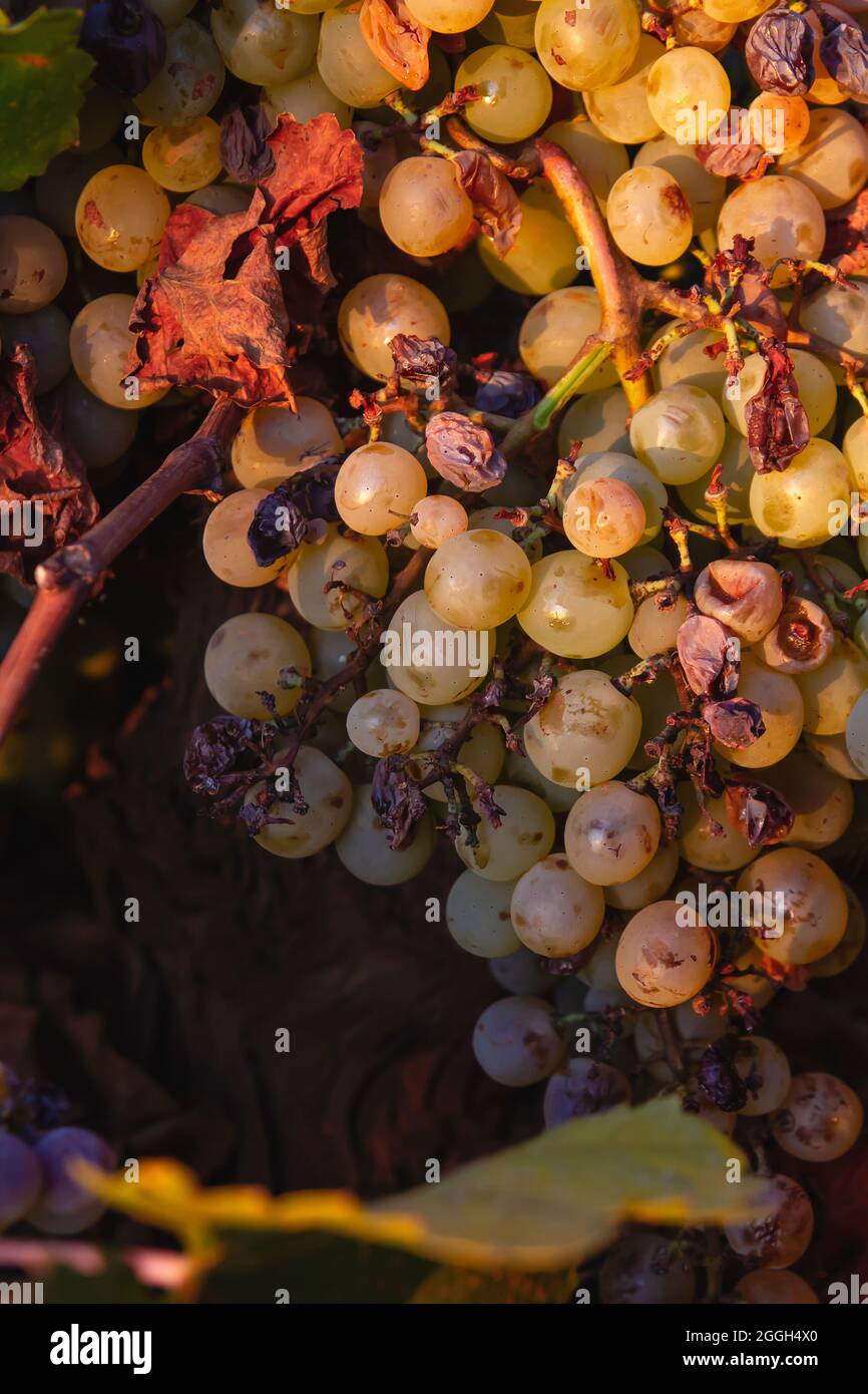 Vitis vinifera grapevine ripe fruits Stock Photo - Alamy