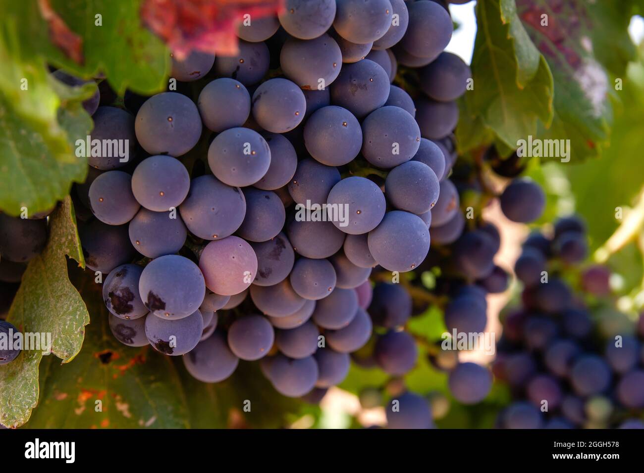Black grapes vitis vinifera hi-res stock photography and images - Alamy