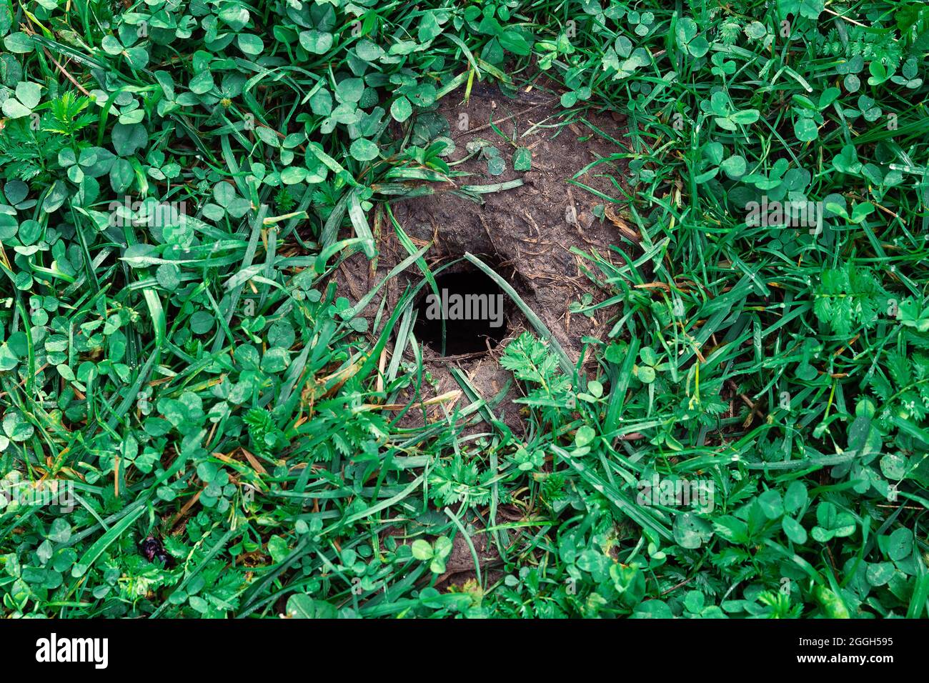 Mole hole in the ground covered with grass Stock Photo - Alamy