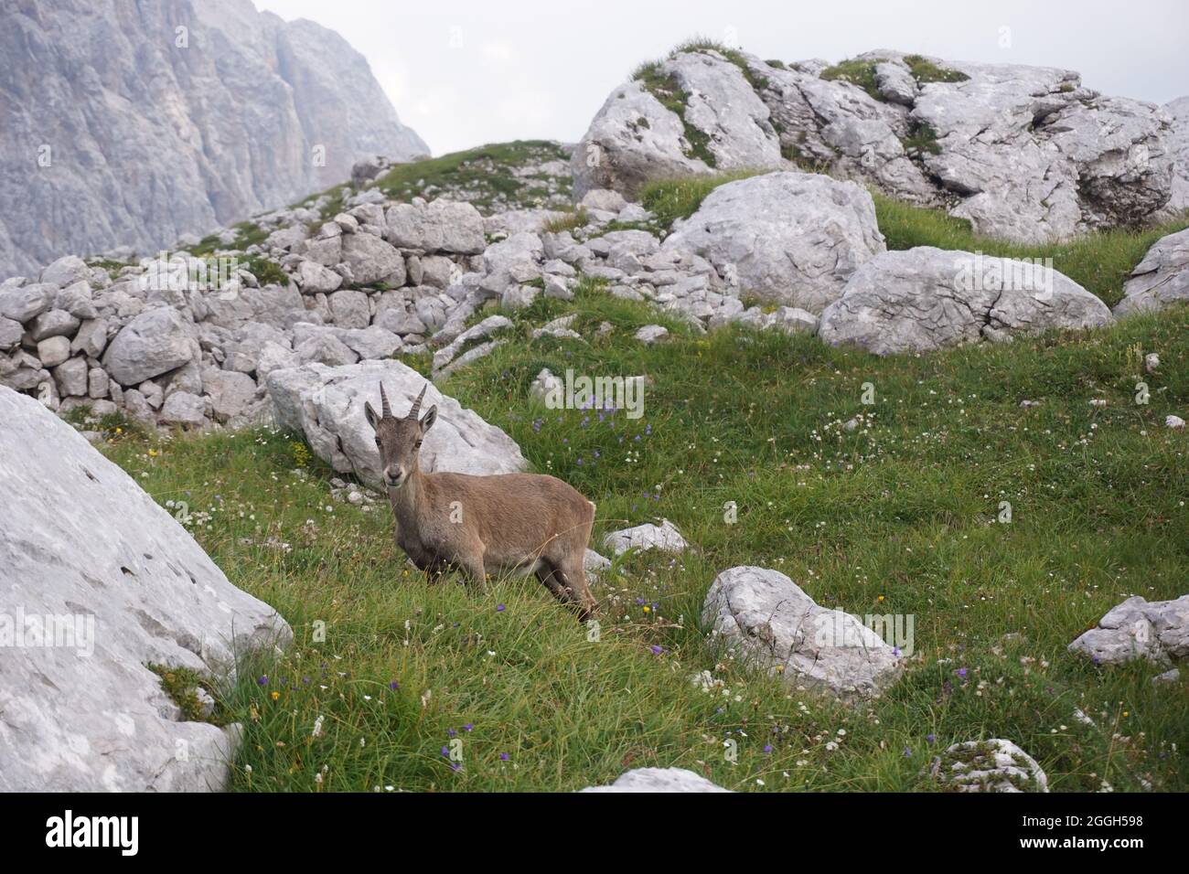 curious chamois, mountain goat chewing on grass, Slovenia 2020 Stock ...