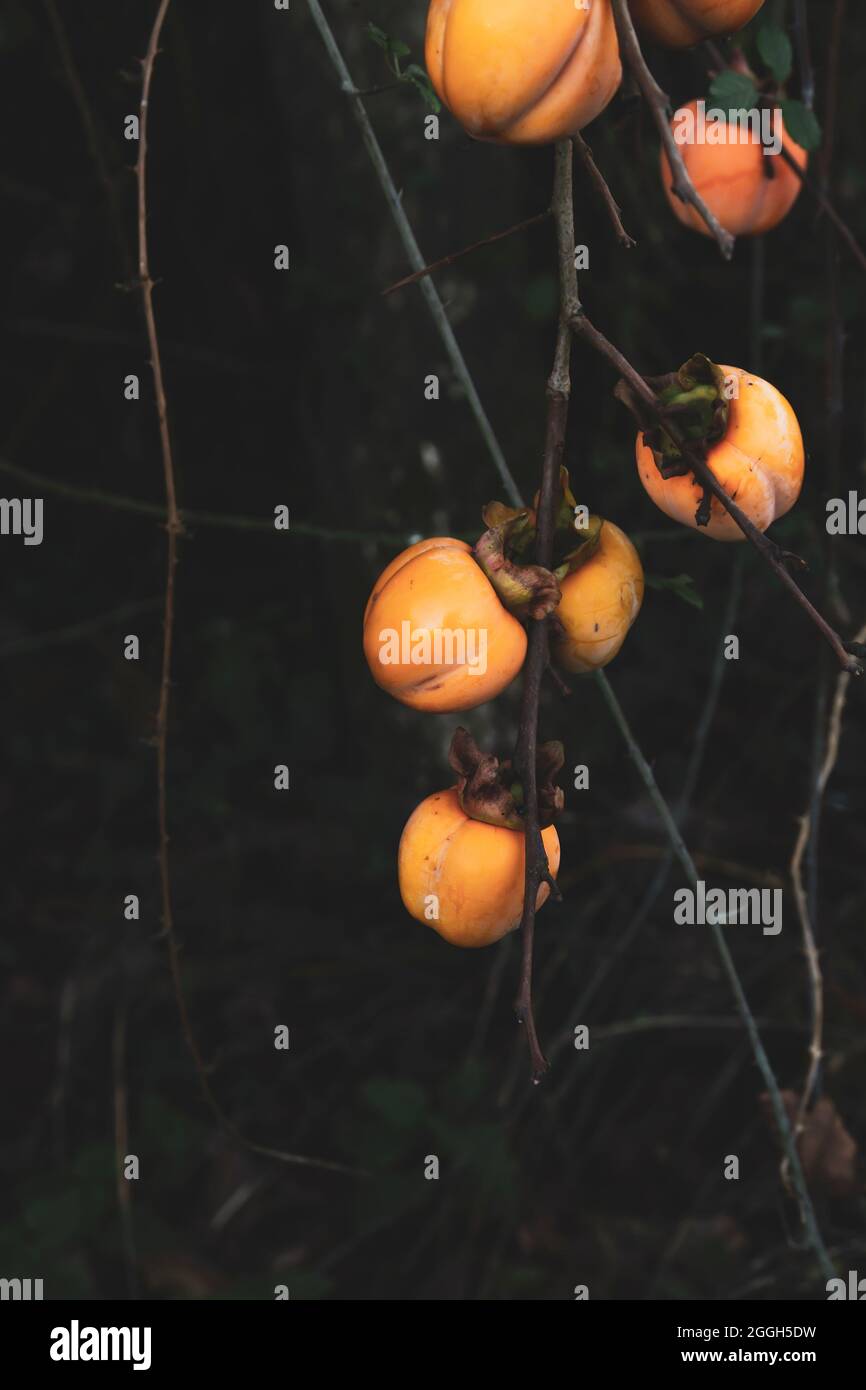 Diospyros kaki tree persimmon kaki ripe fruits Stock Photo - Alamy
