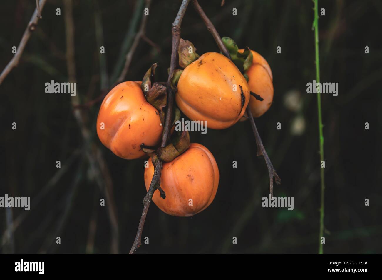 Diospyros kaki tree persimmon ripe fruits Stock Photo - Alamy