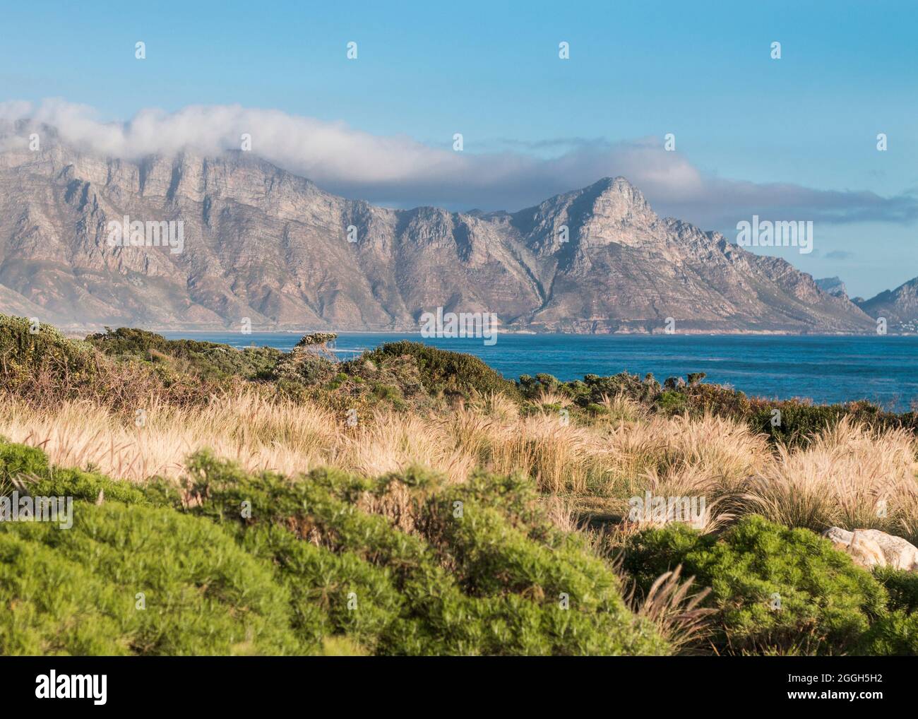 Fynbos plants hi-res stock photography and images - Alamy