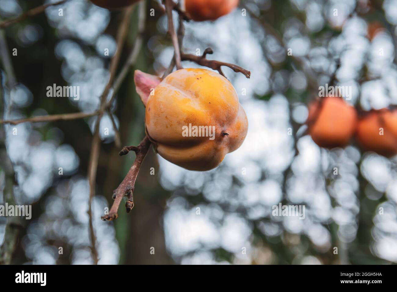 Diospyros kaki tree persimmon ripe fruits Stock Photo - Alamy