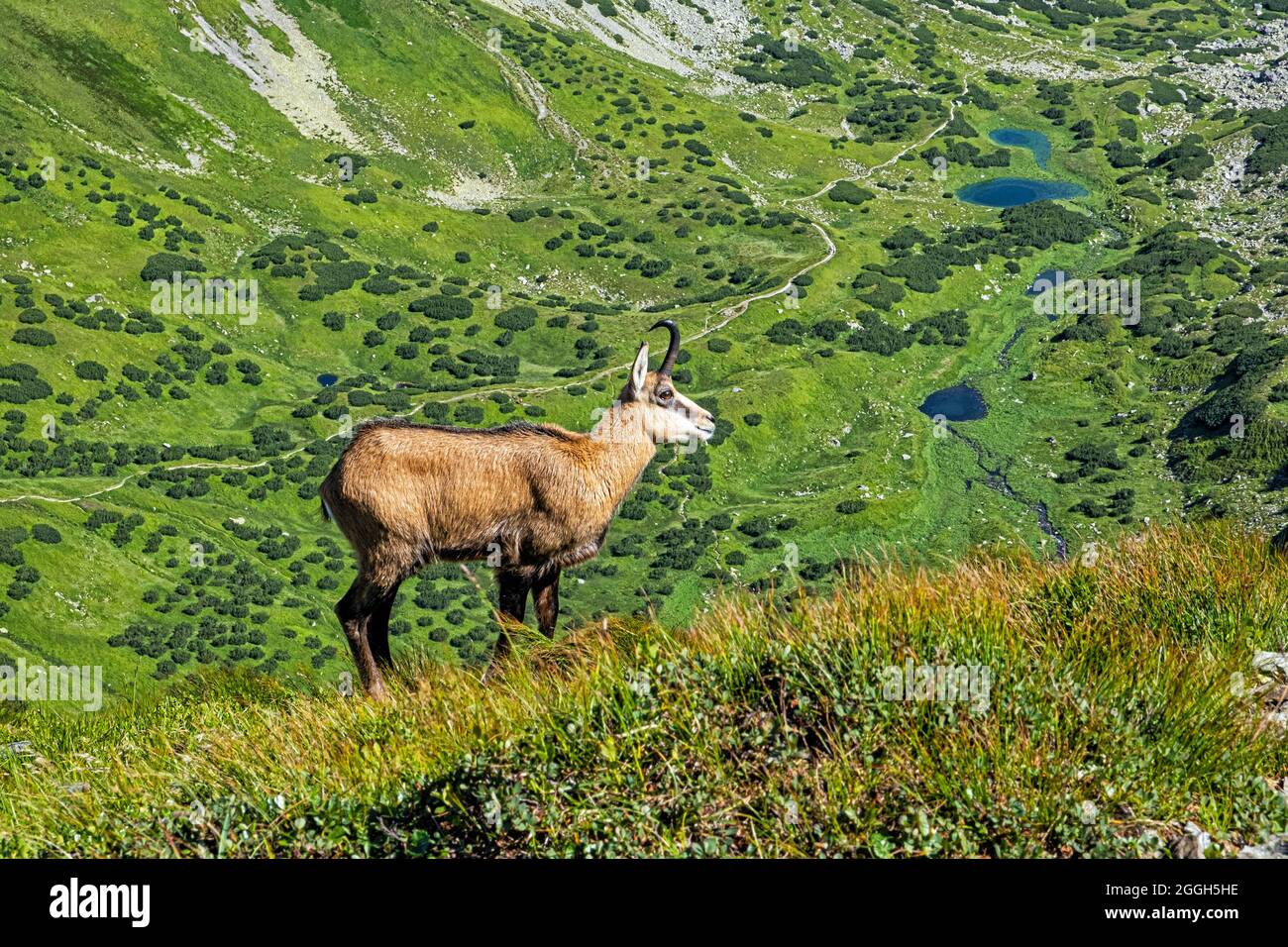 Tatra chamois (Rupicapra rupicapra tatrica) in Western Tatras mountains ...
