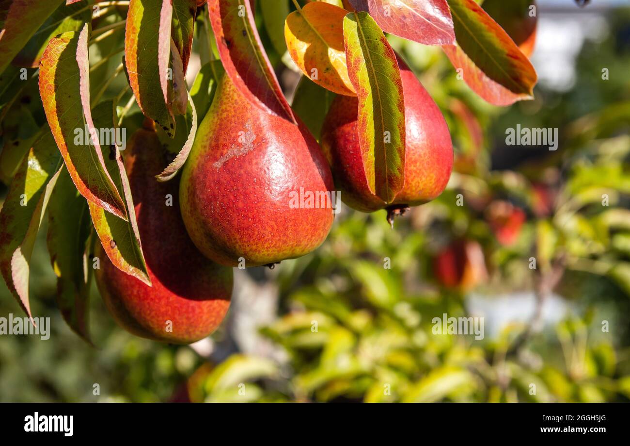 Pyrus communis or european pear tree with ripe delicious red fruits ...