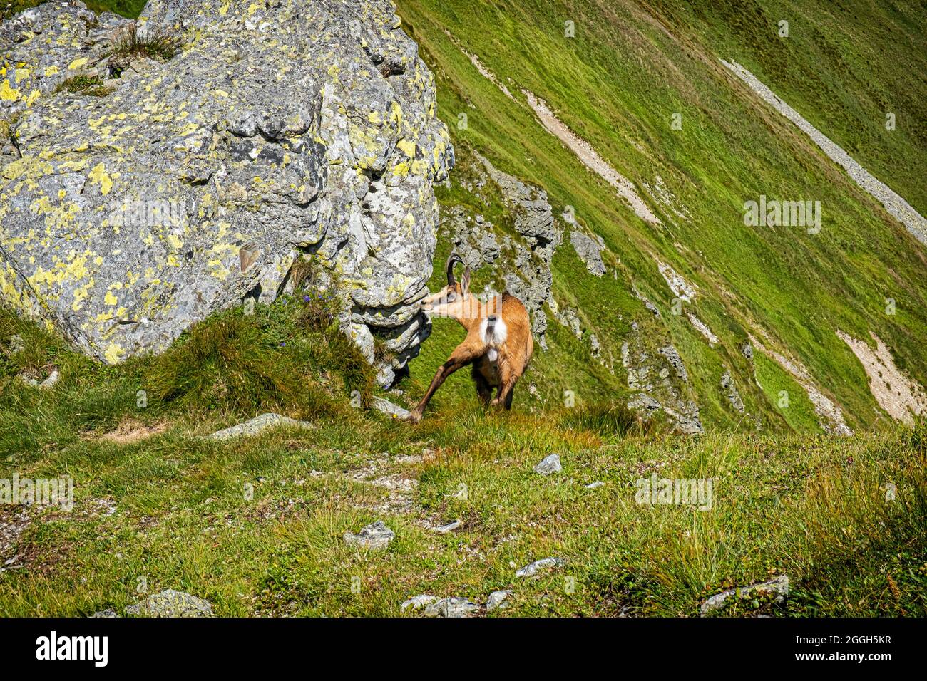Tatra chamois (Rupicapra rupicapra tatrica) in Western Tatras mountains ...