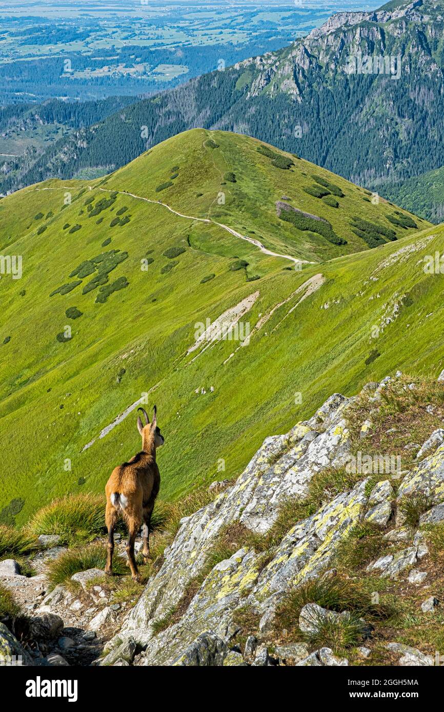 Tatra chamois (Rupicapra rupicapra tatrica) in Western Tatras mountains ...