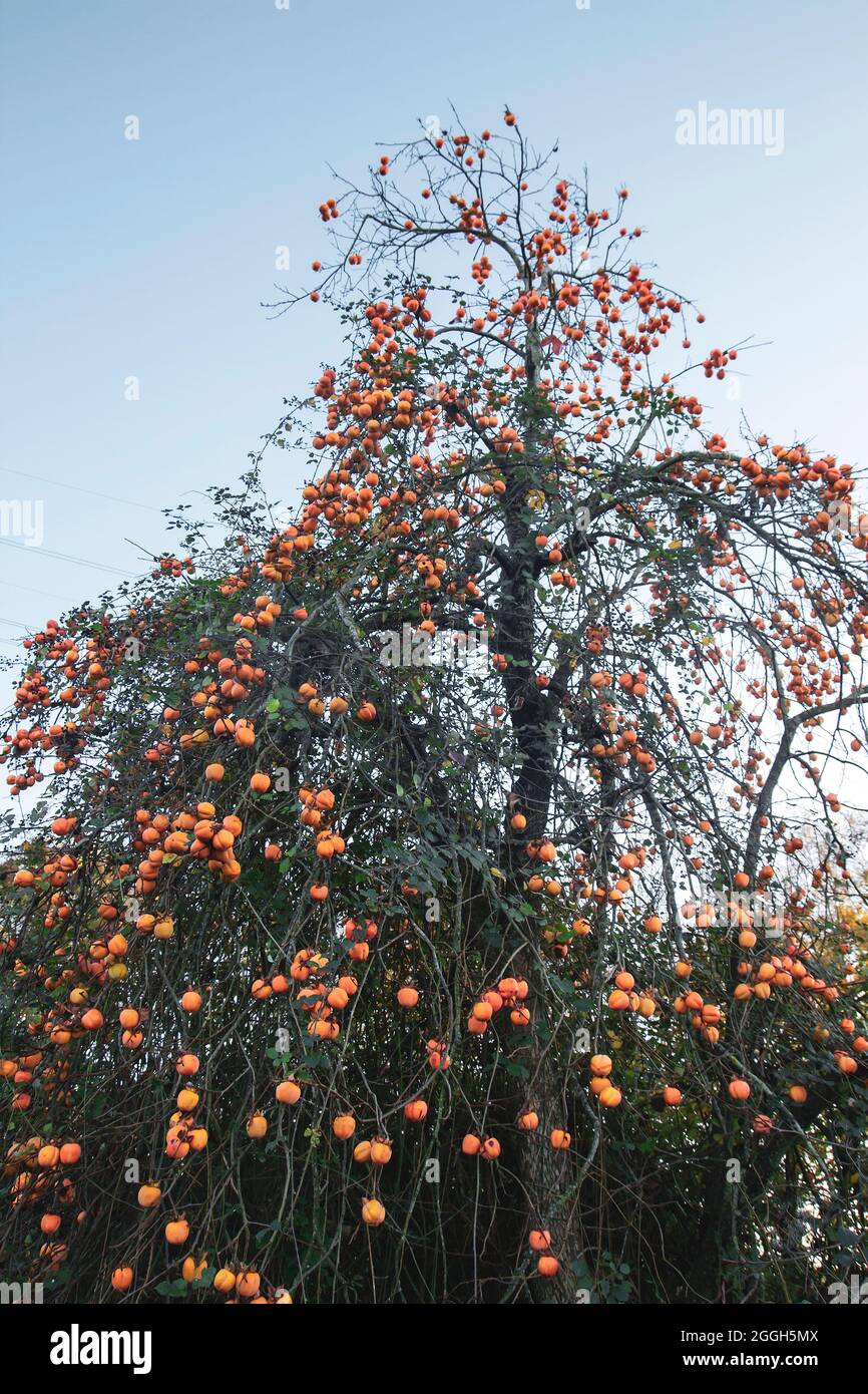Diospyros kaki tree laden with persimmon ripe fruits Stock Photo - Alamy