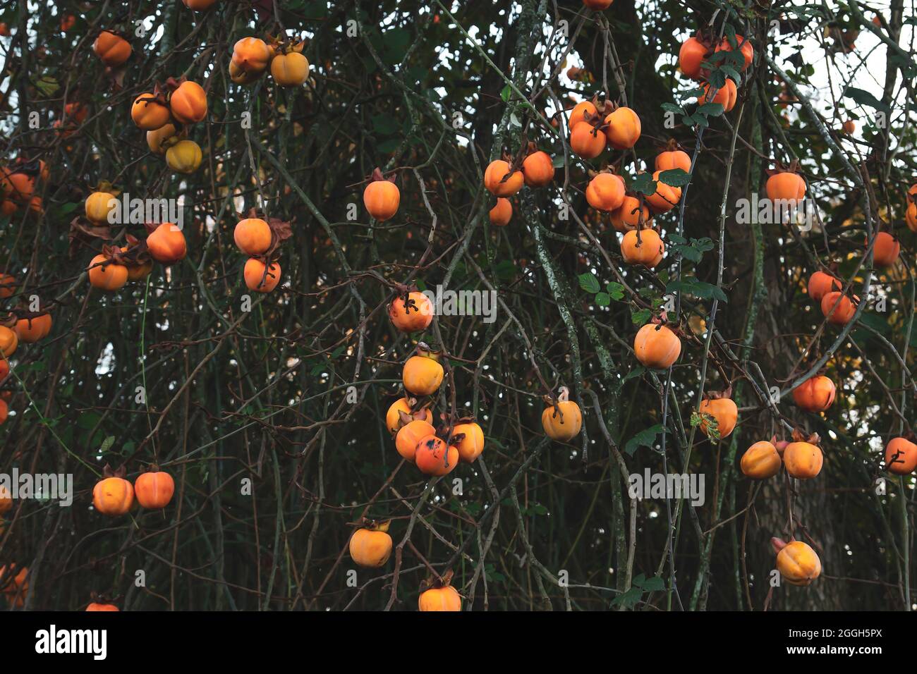 Diospyros kaki tree persimmon ripe fruits Stock Photo - Alamy