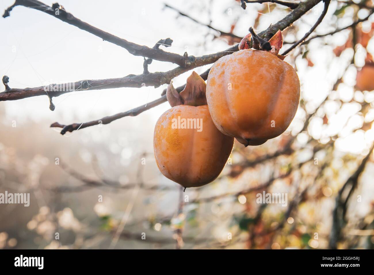 Diospyros kaki tree persimmon ripe fruits Stock Photo - Alamy