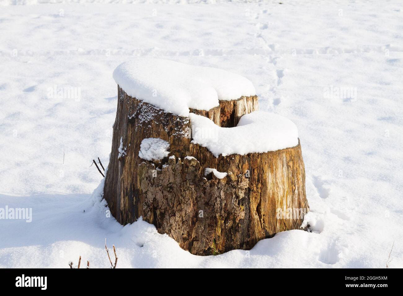 Old tree stump covered in snow Stock Photo - Alamy