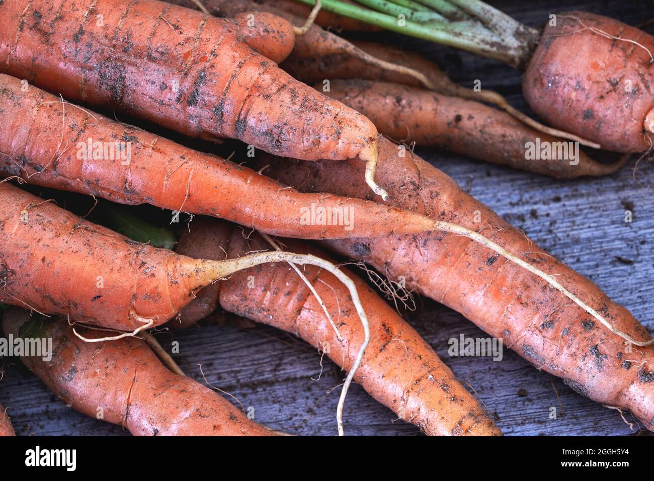 Detail of fresh carrots from the kitchen garden harvest, homegrown ...