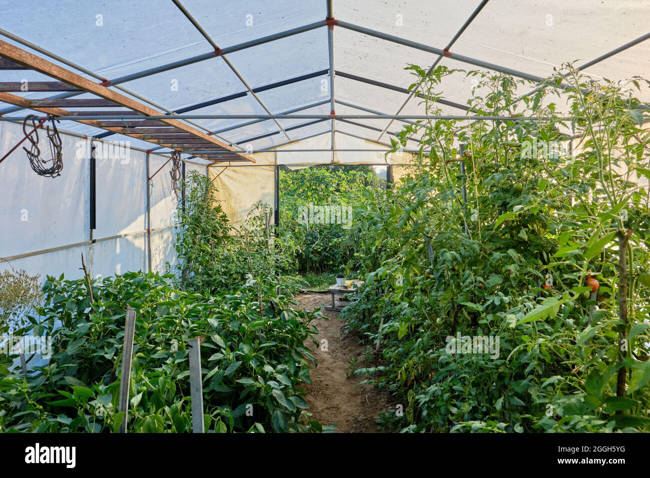 Growing organic food in a greenhouse Stock Photo - Alamy