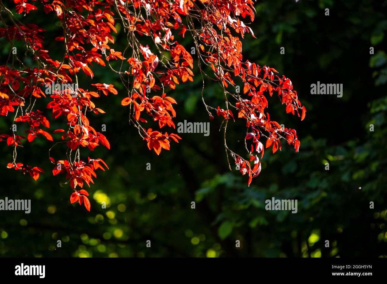 red maple plant Stock Photo - Alamy